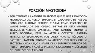 Hueso temporal | PPTX