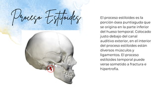 Hueso temporal.pdf