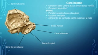 Exposicion sobre el Hueso Temporal. y su descripcion | PPTX