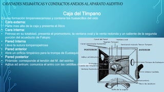 Exposicion sobre el Hueso Temporal. y su descripcion | PPTX