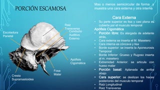 Exposicion sobre el Hueso Temporal. y su descripcion | PPTX