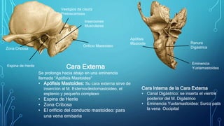 Exposicion sobre el Hueso Temporal. y su descripcion | PPTX