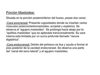 Hueso temporal | PPTX