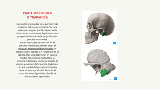 caracteristicas y componentes del hueso temporal | PDF