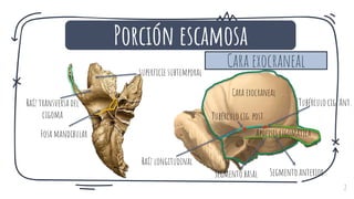 Hueso temporal y maxilar | PDF