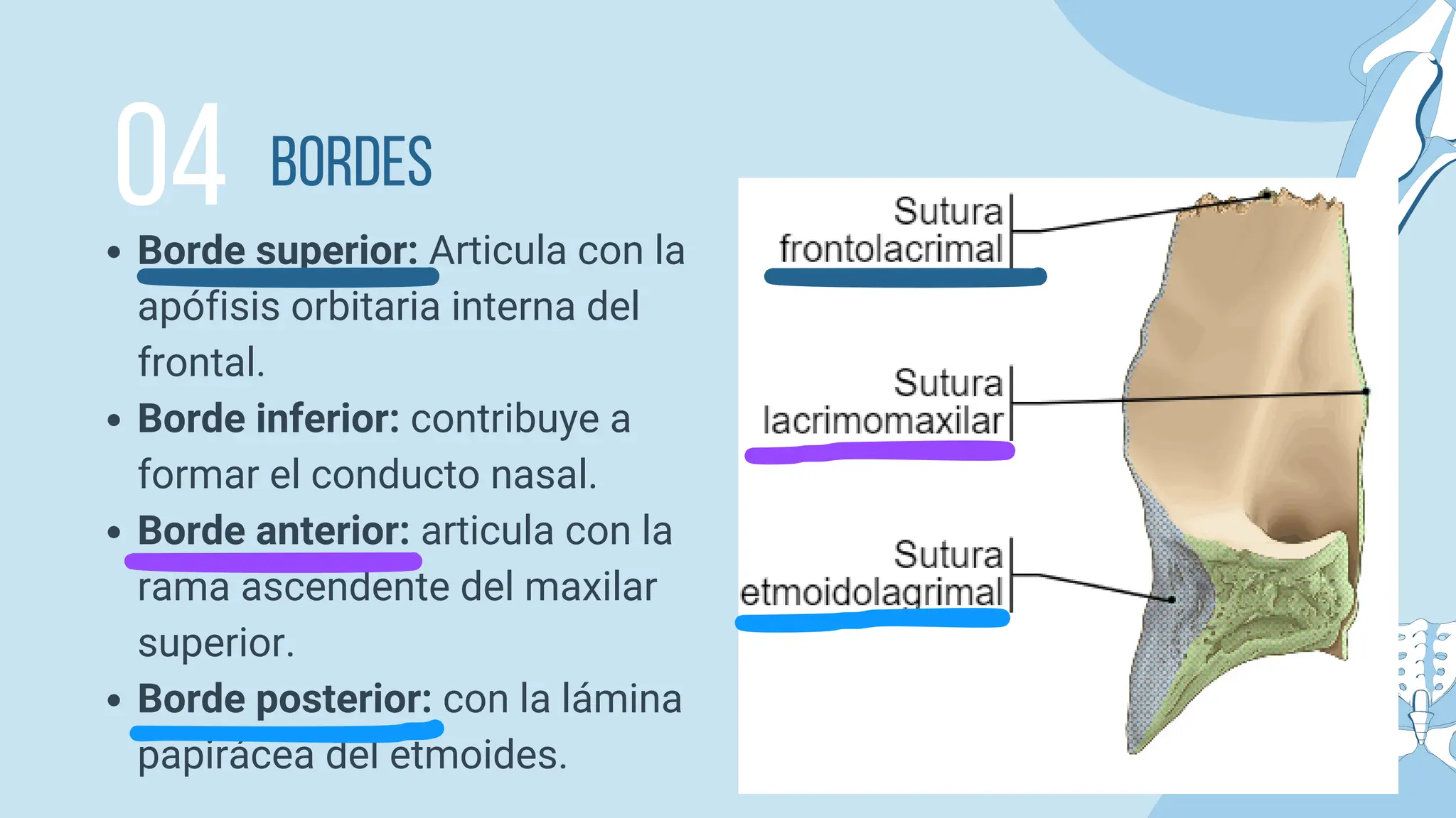Presentación anatomía del Hueso Unguis.pdf
