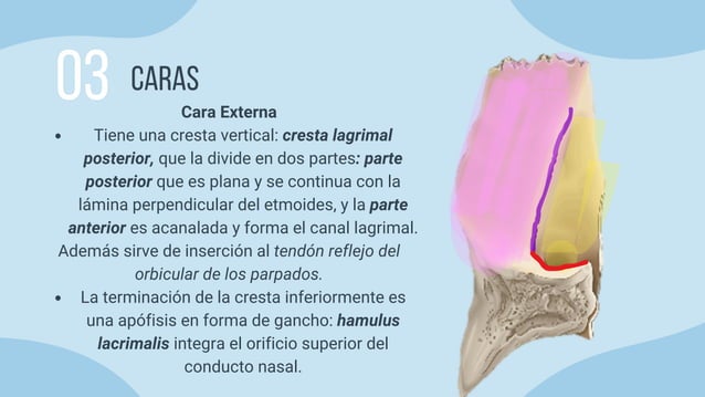 Presentación anatomía del Hueso Unguis.pdf