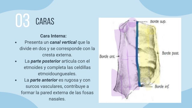 Presentación anatomía del Hueso Unguis.pdf