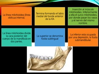 Hueso vomer, cigomatico, mandibula | PPTX