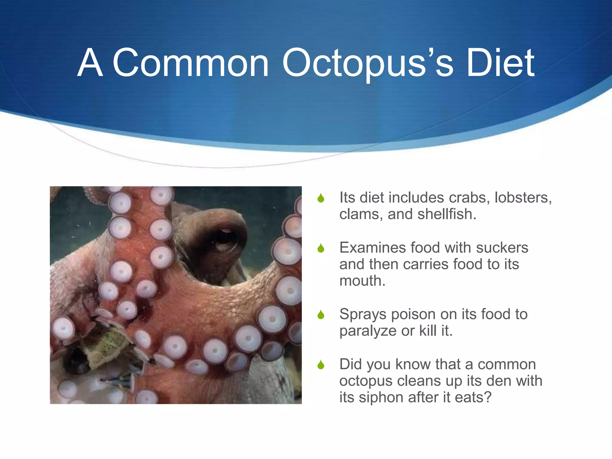 Hughes Animal Presentation | PPT