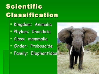 Hugh workman elephants | PPT