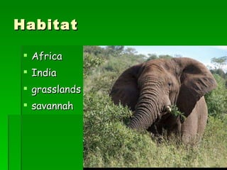 Hugh workman elephants | PPT