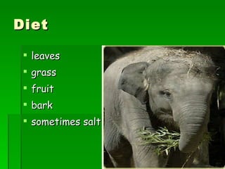Hugh workman elephants | PPT