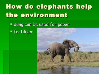 Hugh workman elephants | PPT