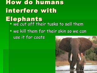Hugh workman elephants | PPT