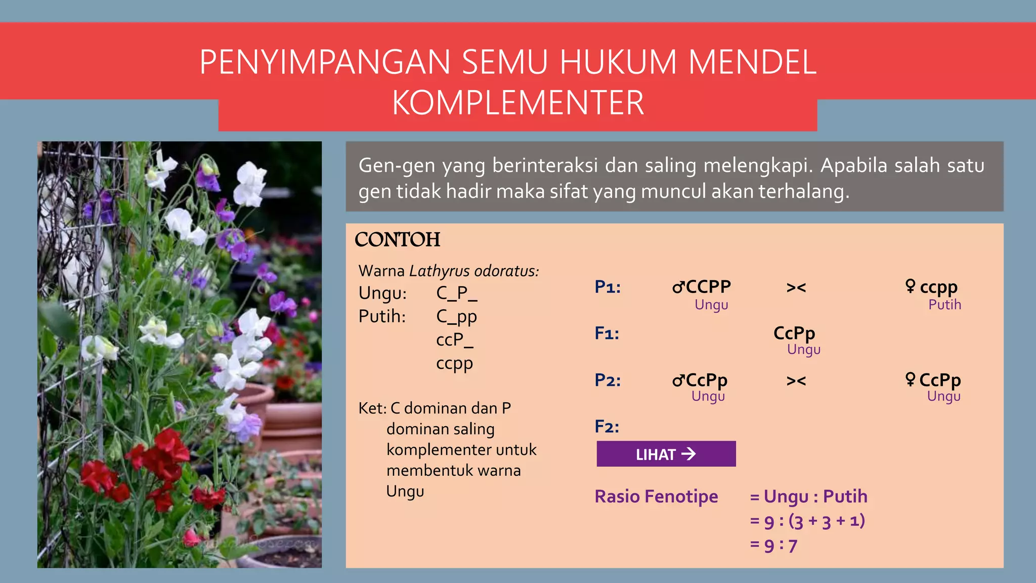 Hukum Mendel & Pola Pewarisan Sifat | PPTX