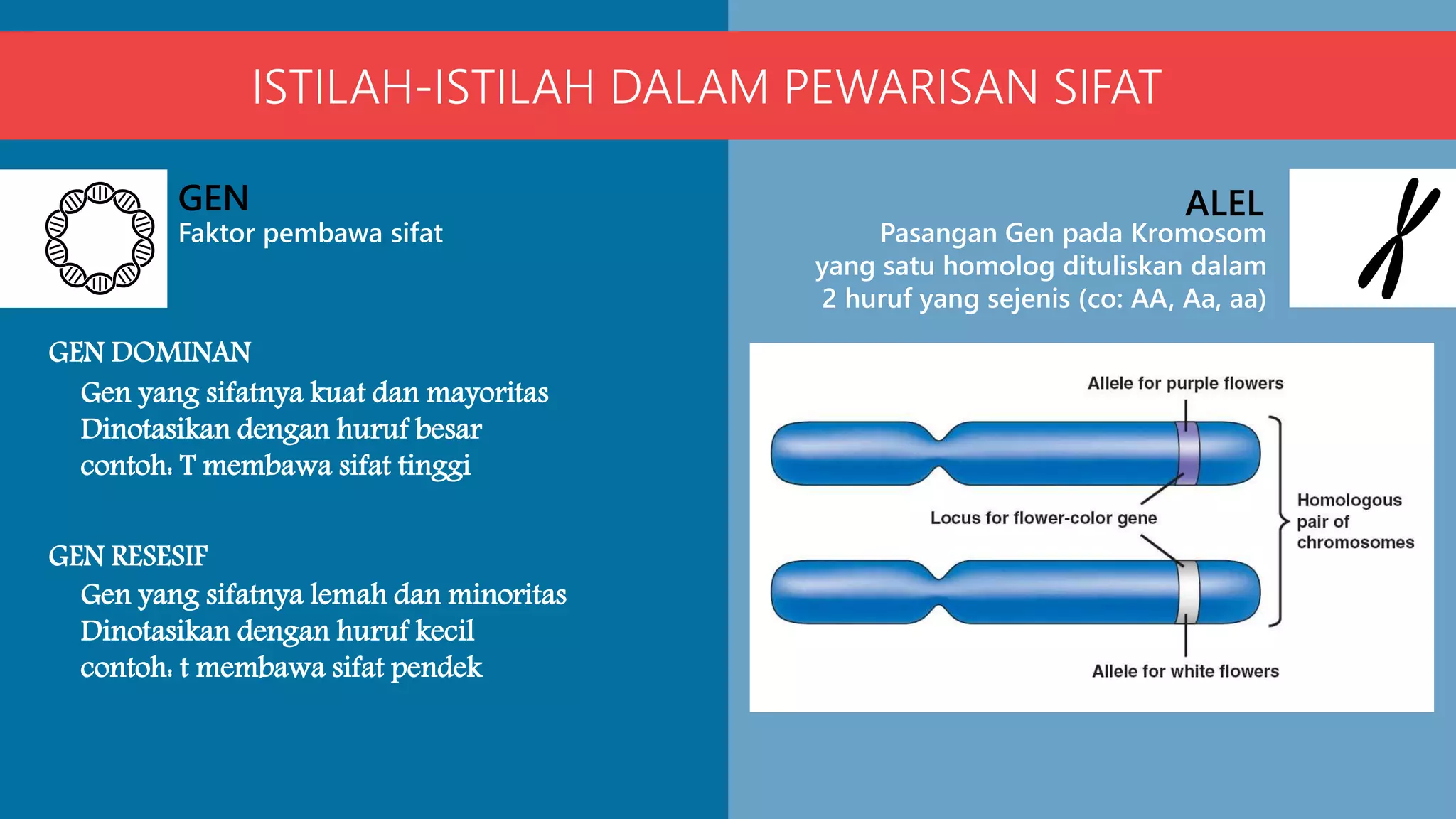 Hukum Mendel & Pola Pewarisan Sifat | PPTX