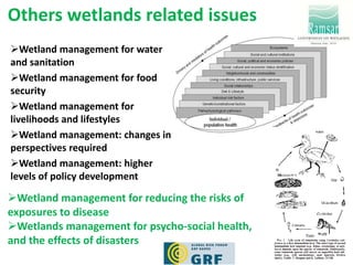 Paul OUEDRAOGO - Human Health and Wetlands Health are linked | PPT