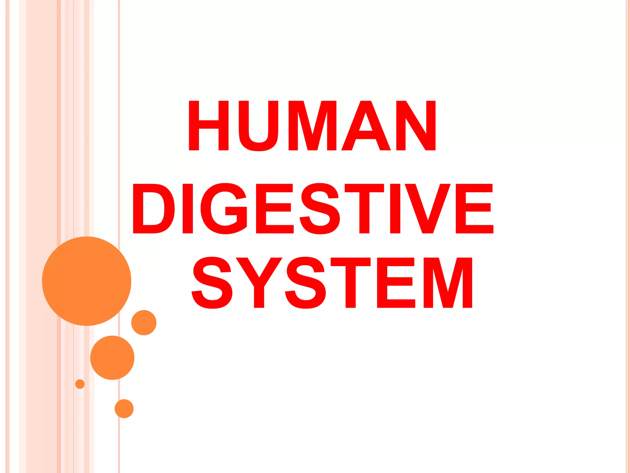 Human digestive system | PPTX