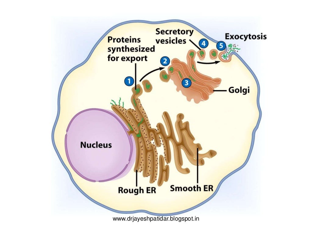 Human cell & it's function
