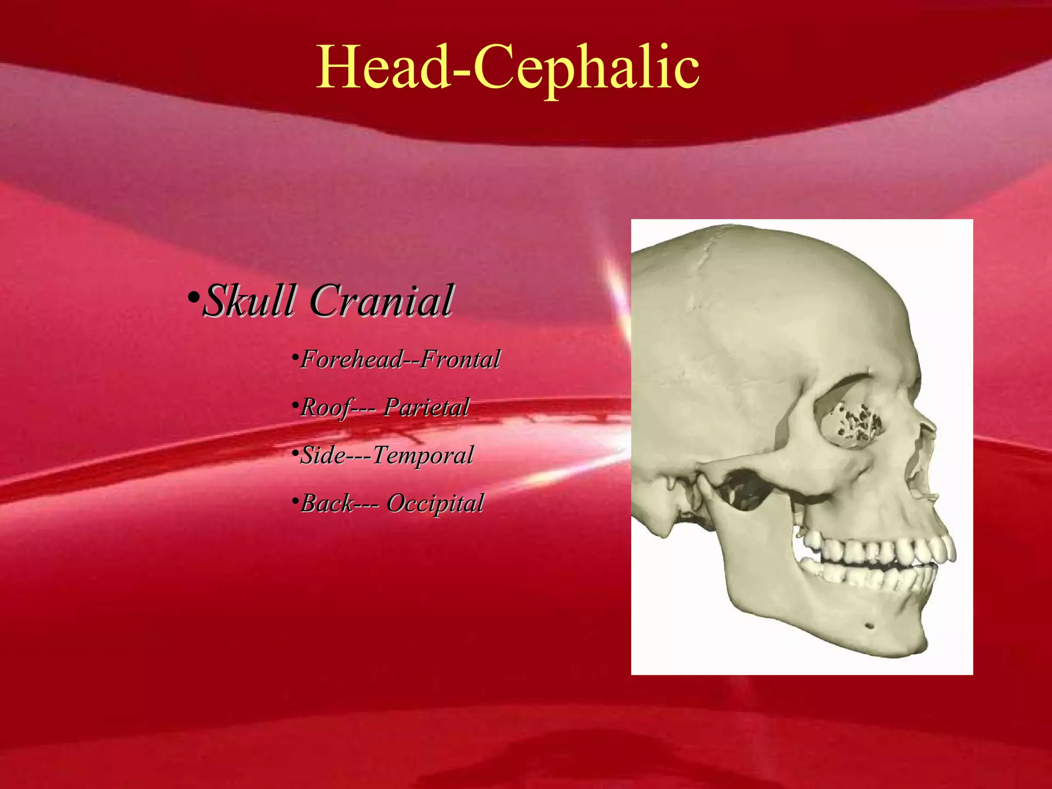 introduction of Human anatomy | PDF