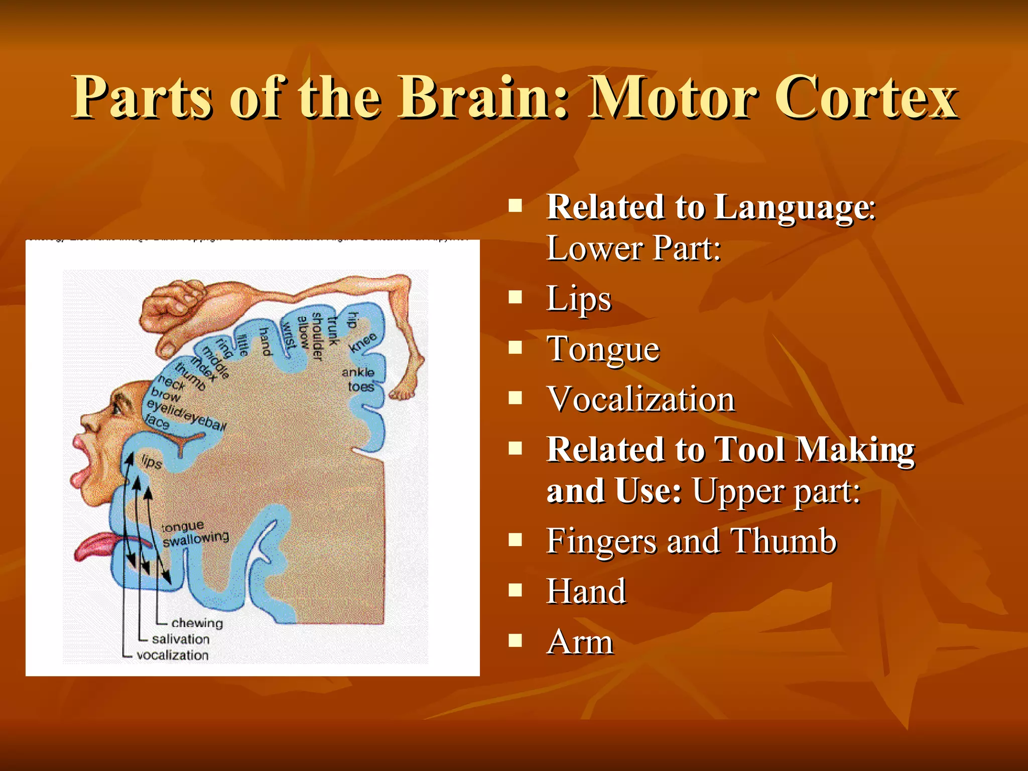Human Biological and Cultural Evolution. | PPT
