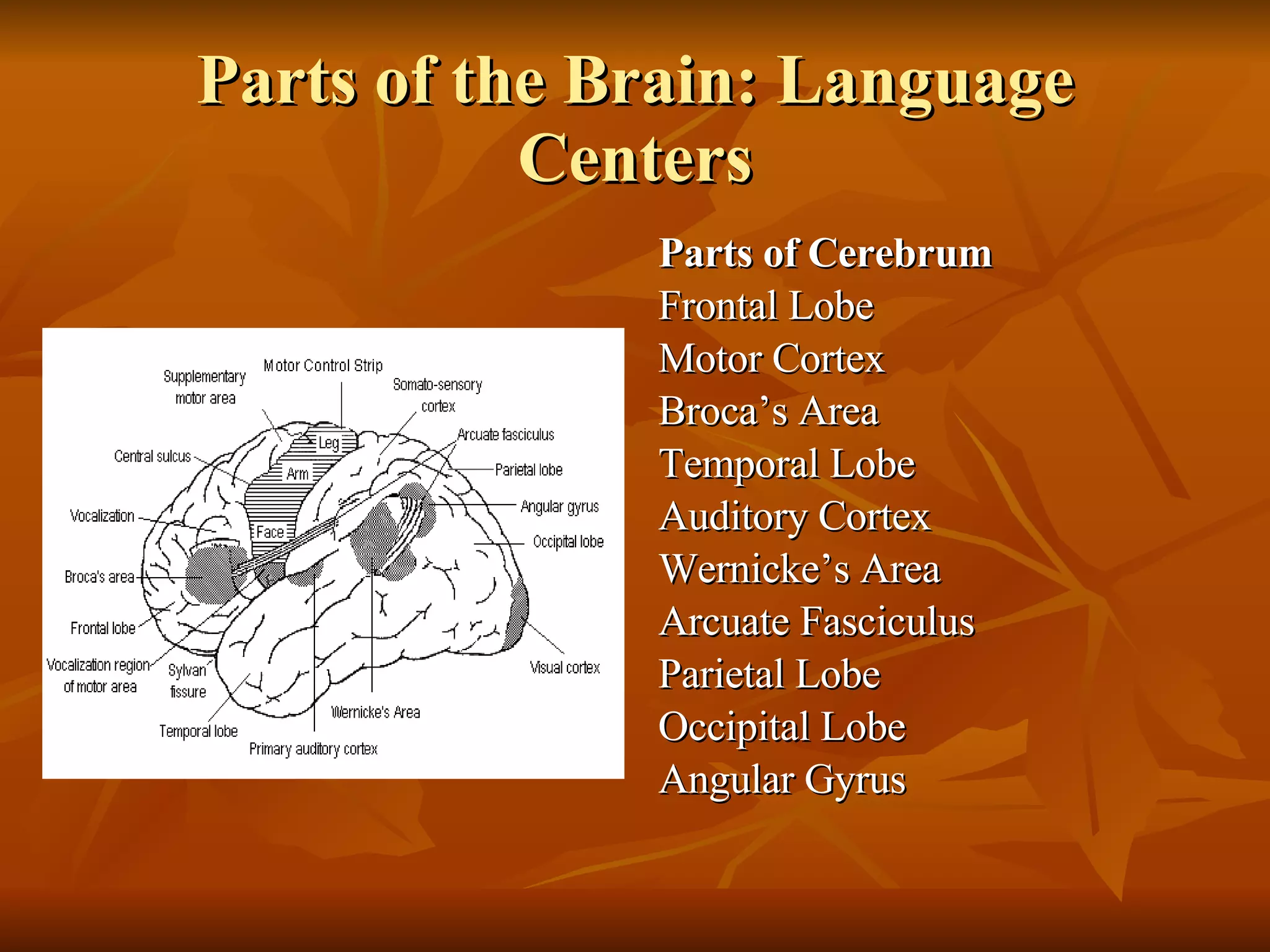 Human Biological and Cultural Evolution. | PPT