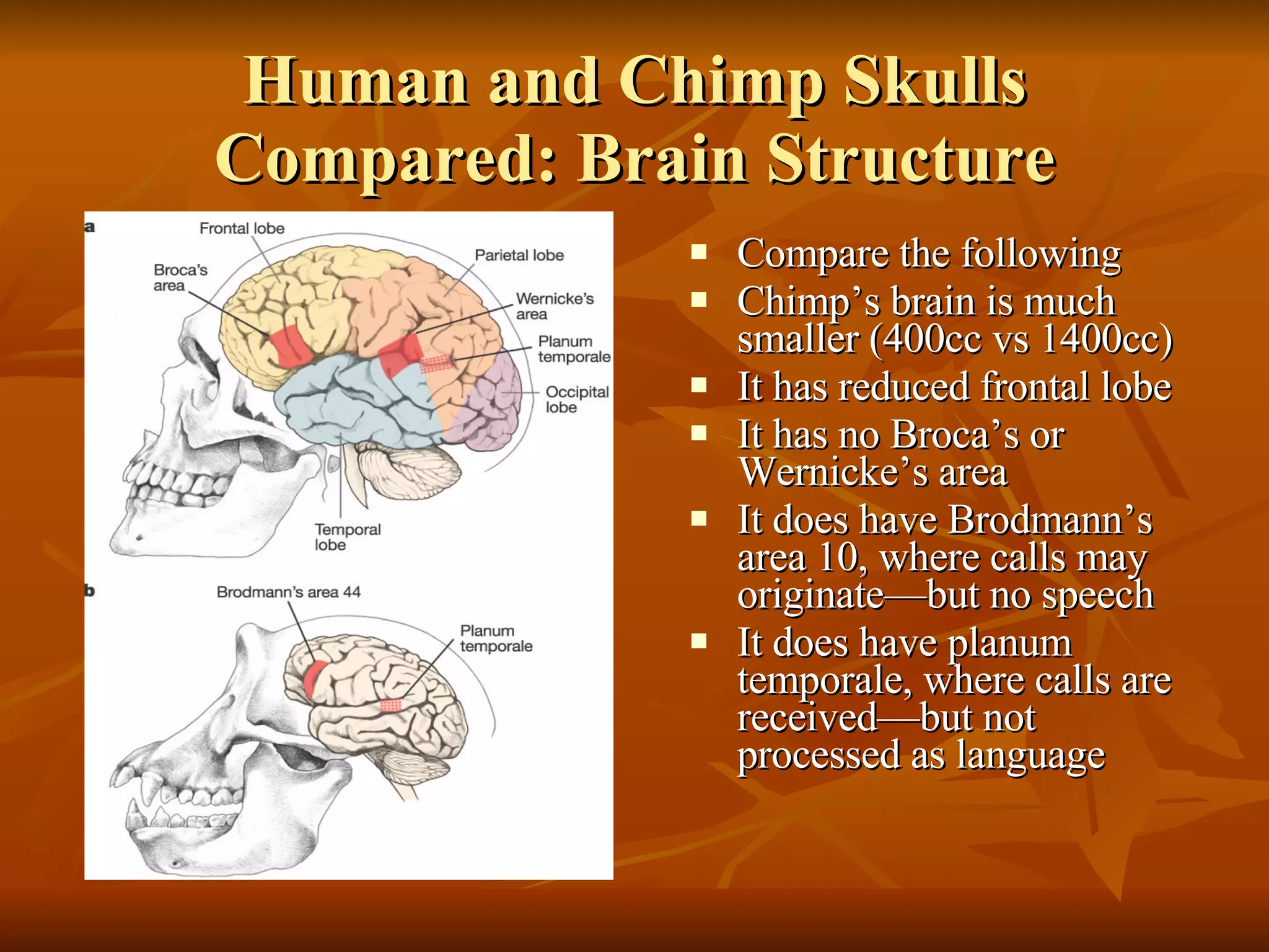 Human Biological and Cultural Evolution. | PPT