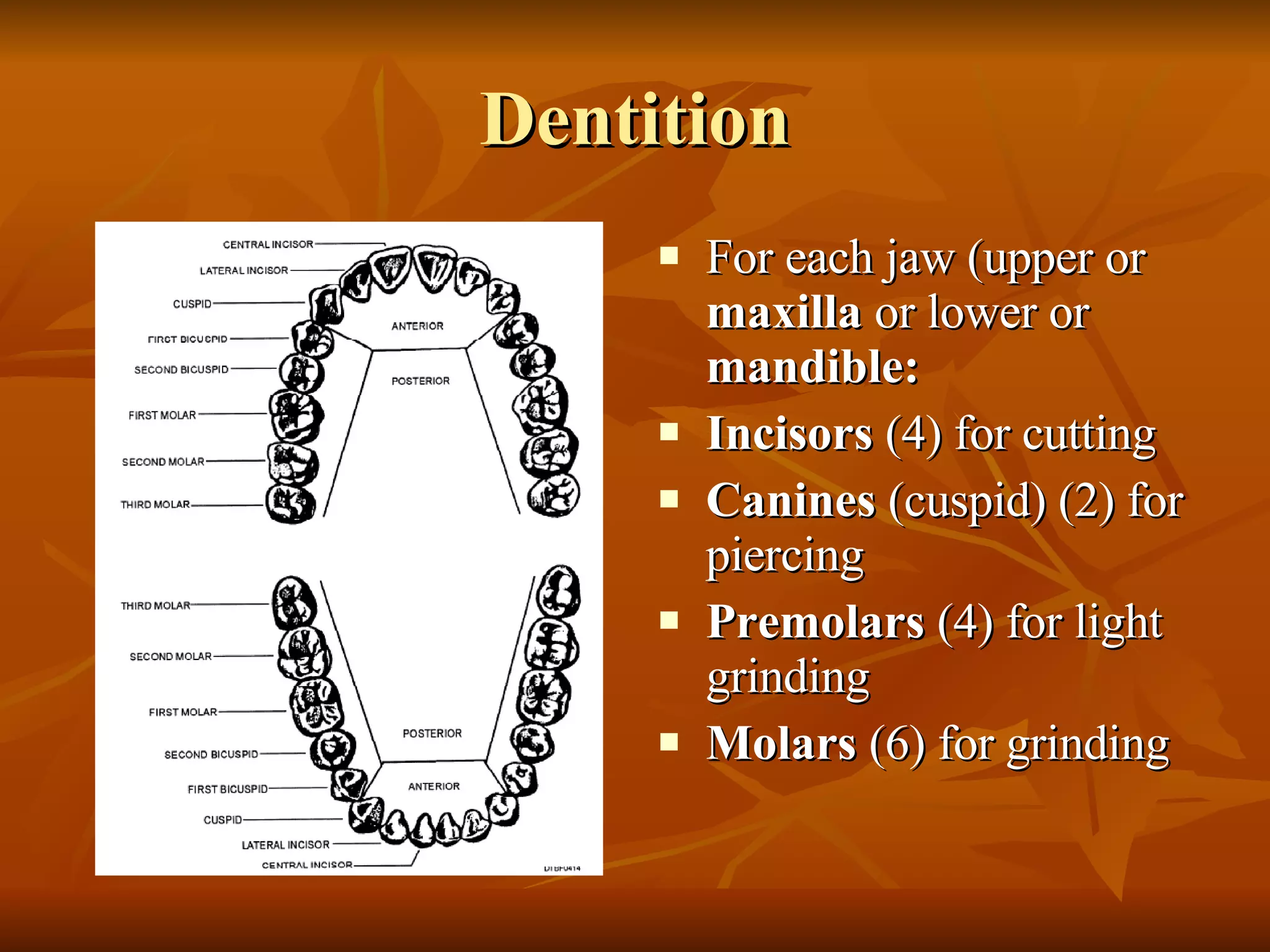 Human Biological and Cultural Evolution. | PPT