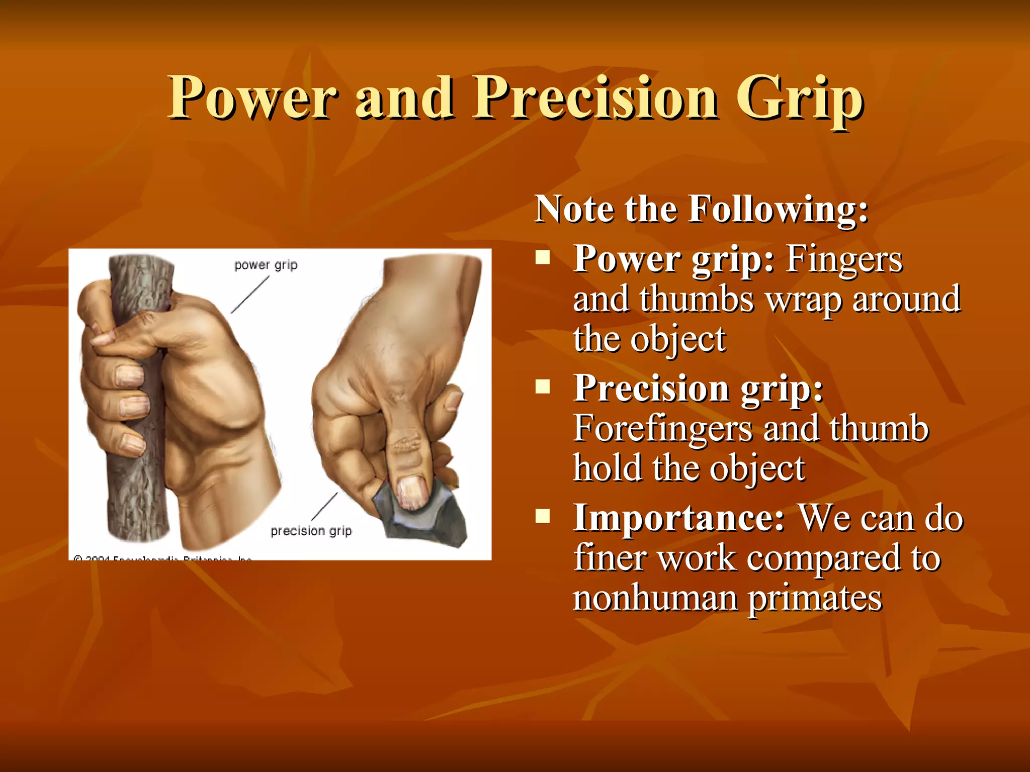 Human Biological and Cultural Evolution. | PPT