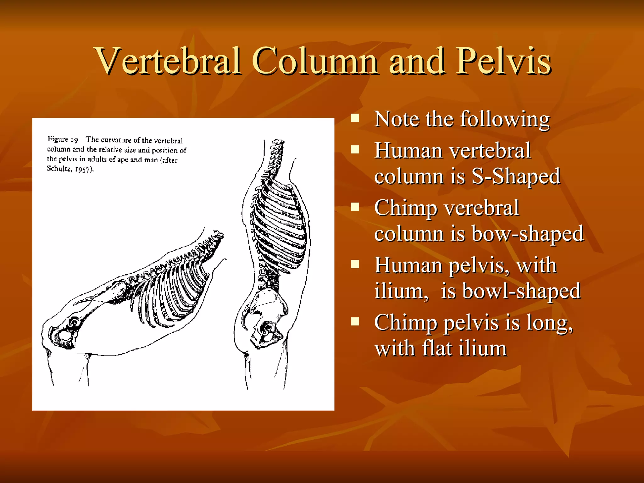 Human Biological and Cultural Evolution. | PPT
