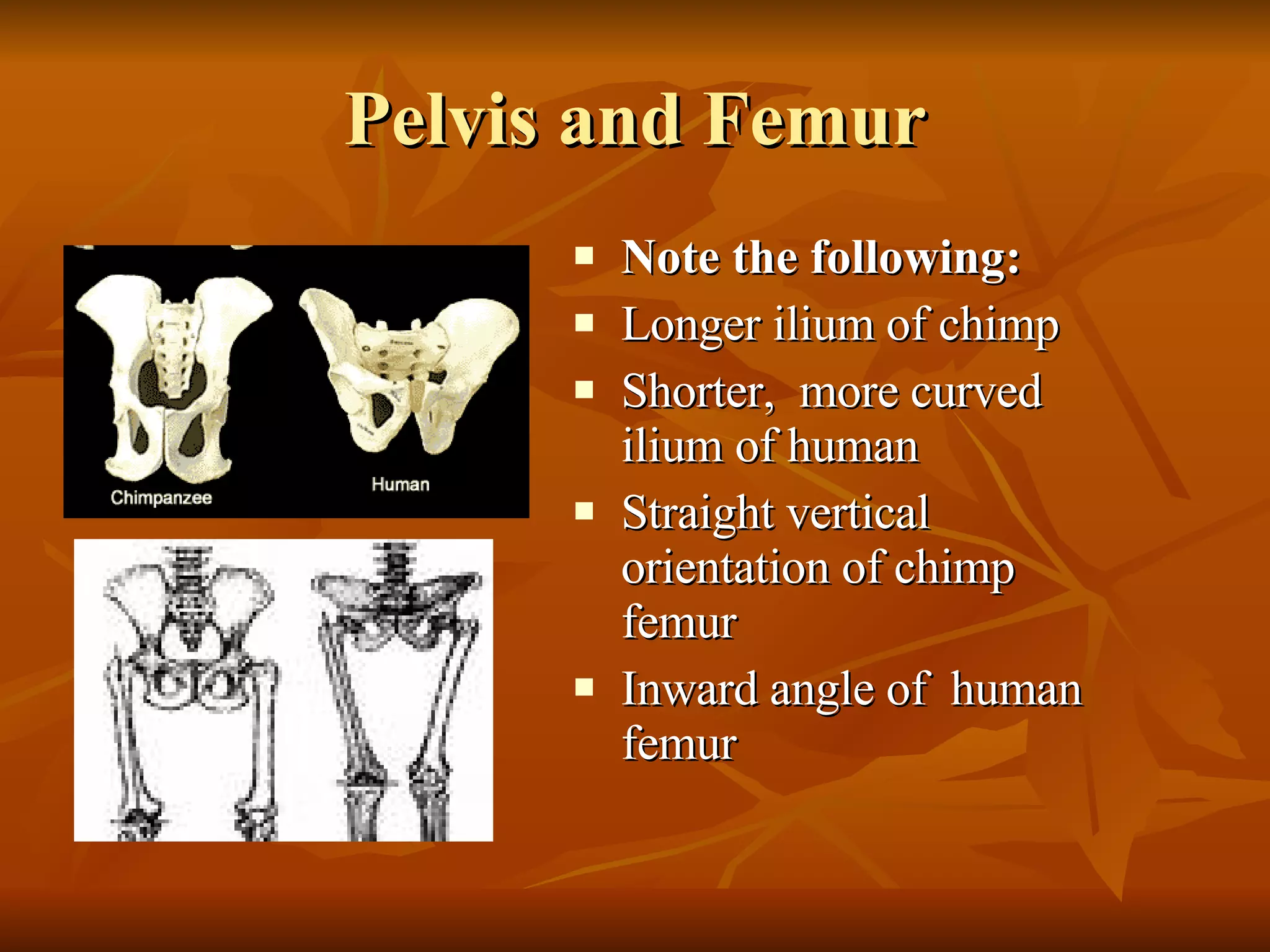 Human Biological and Cultural Evolution. | PPT