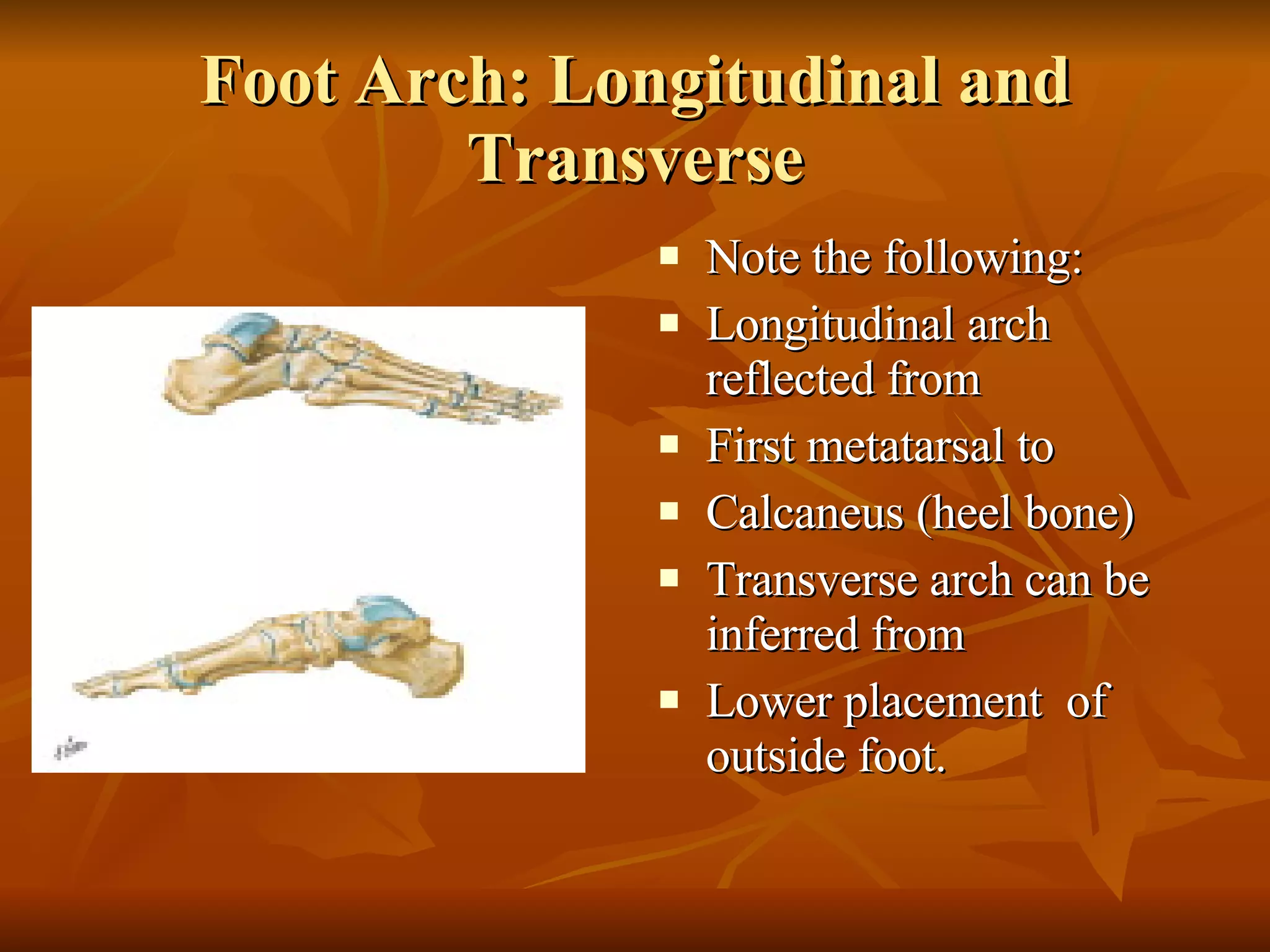 Human Biological and Cultural Evolution. | PPT