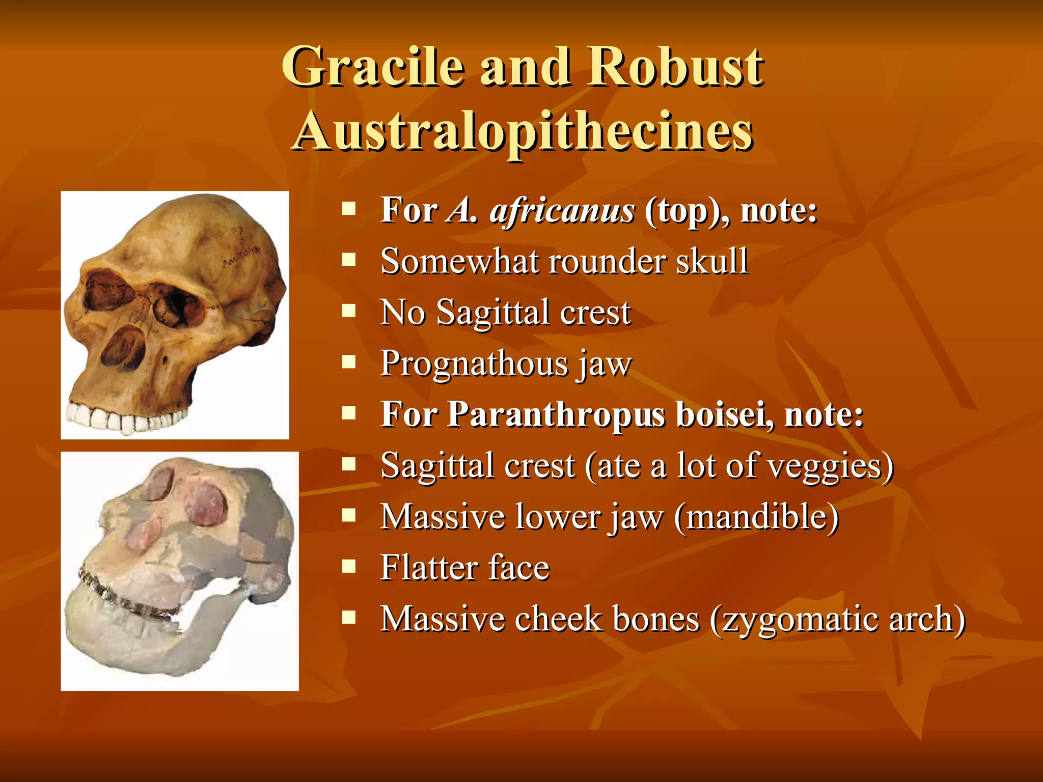 Human Biological and Cultural Evolution. | PPT