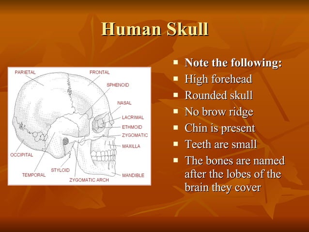 Human Biological and Cultural Evolution. | PPT