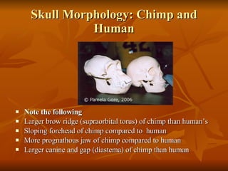 Human Biological and Cultural Evolution. | PPT
