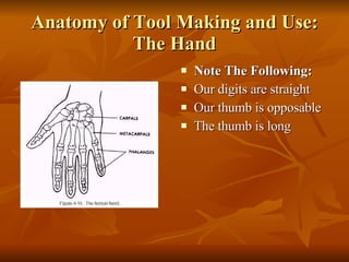 Human Biological and Cultural Evolution. | PPT