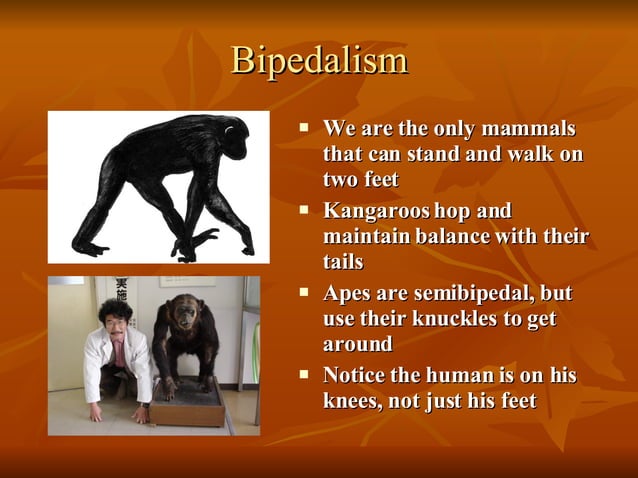 Human Biological and Cultural Evolution. | PPT