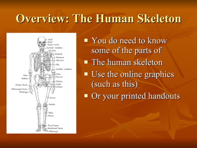 Human Biological And Cultural Evolution Ppt
