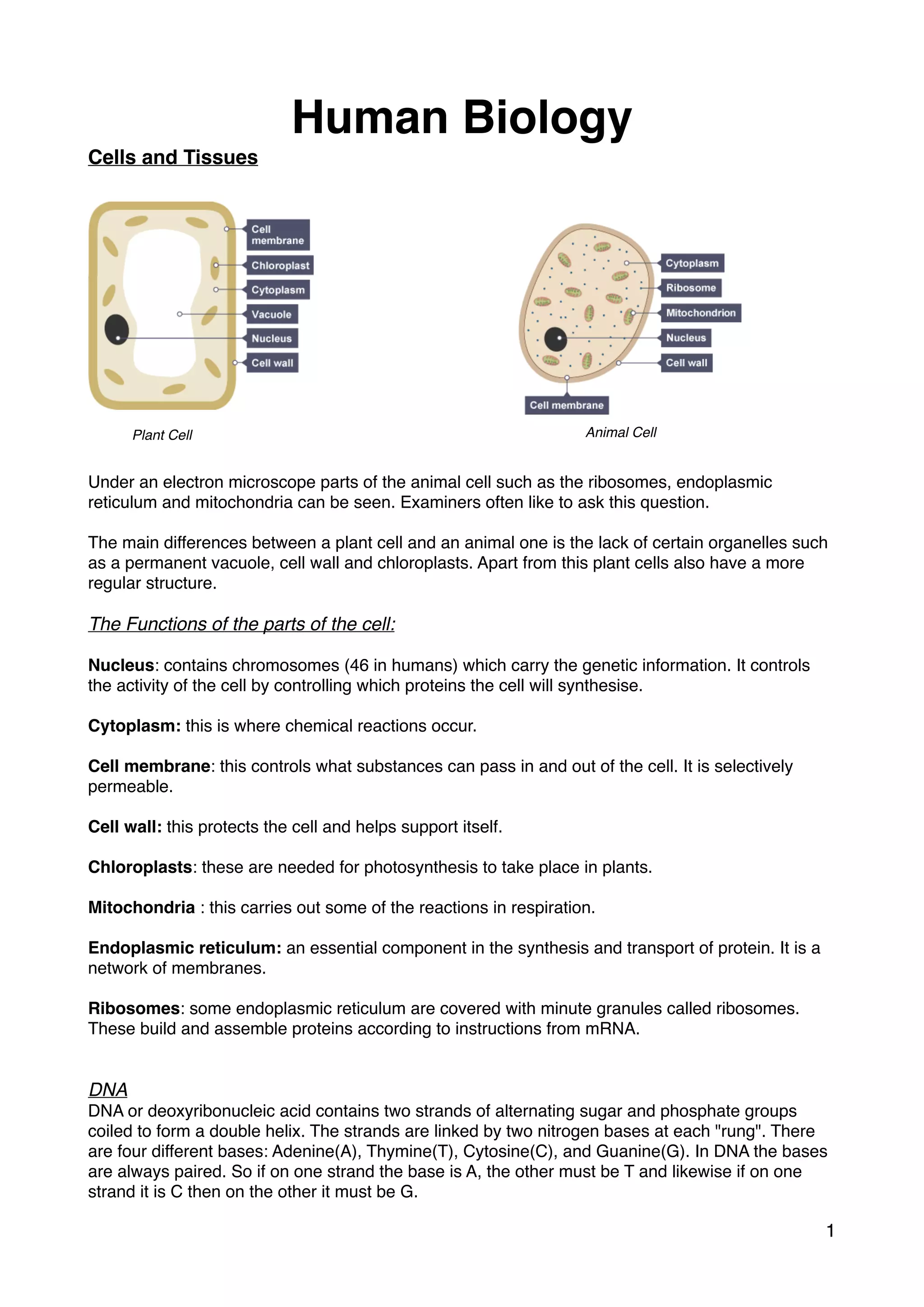 Human biology-edexcel-igcse | PDF