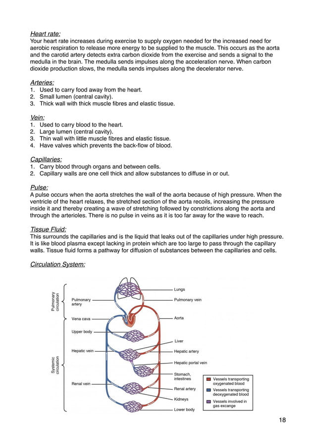 Human biology-edexcel-igcse | PDF