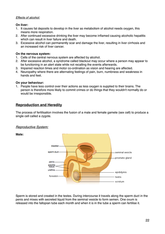 Human biology-edexcel-igcse | PDF