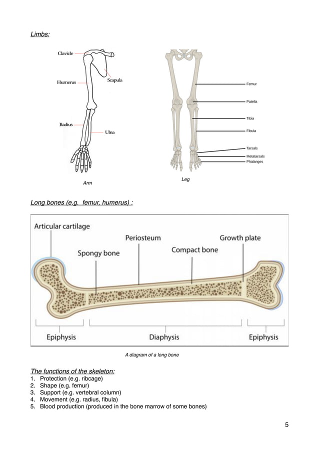 Human biology-edexcel-igcse | PDF