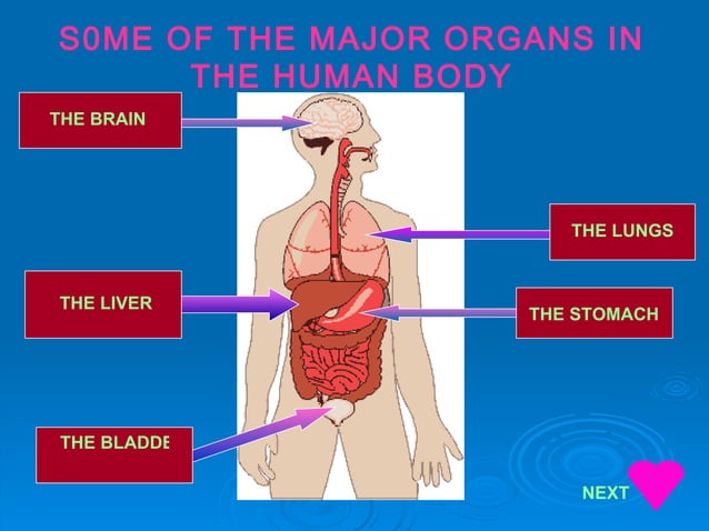 Human Body | PPT
