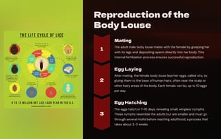 Human-Body-Louse-Disease caused by lice | PDF