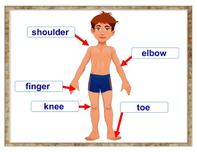 Body parts | PDF