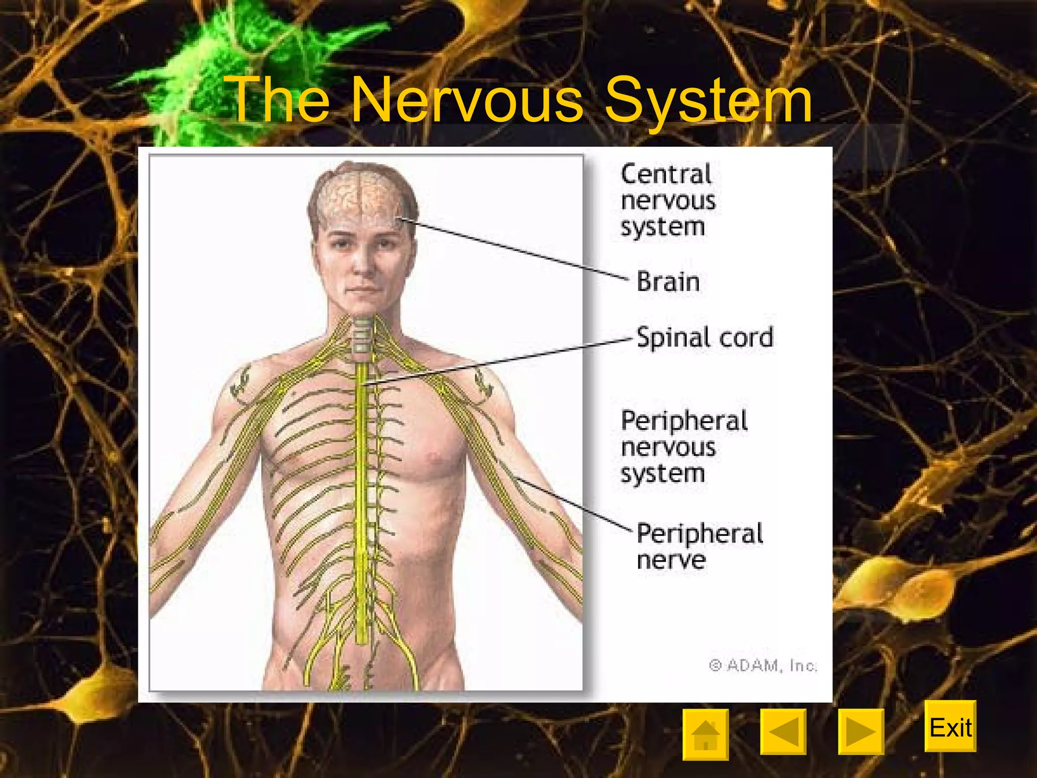 The Human Body System | PPT