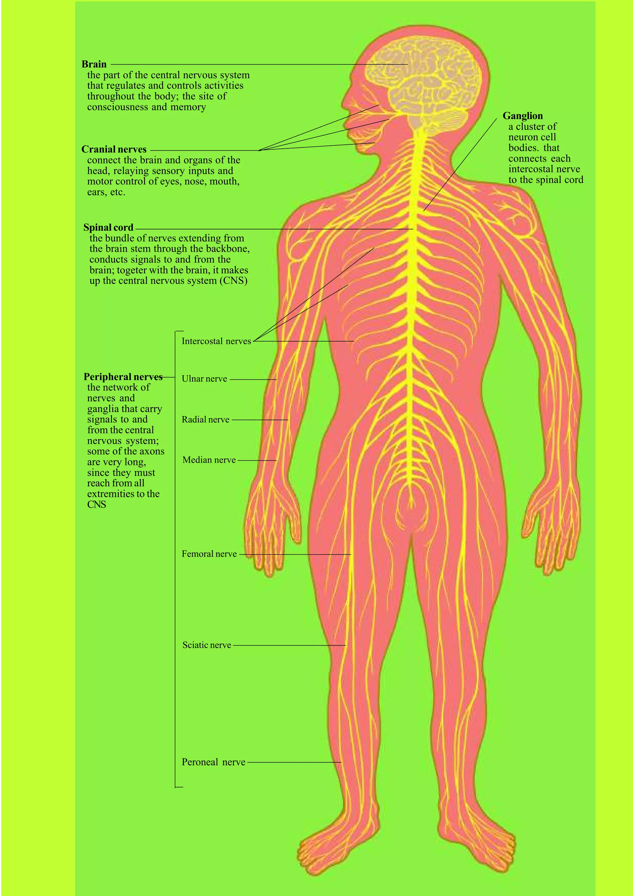 Human body-systems in 3D image | PDF