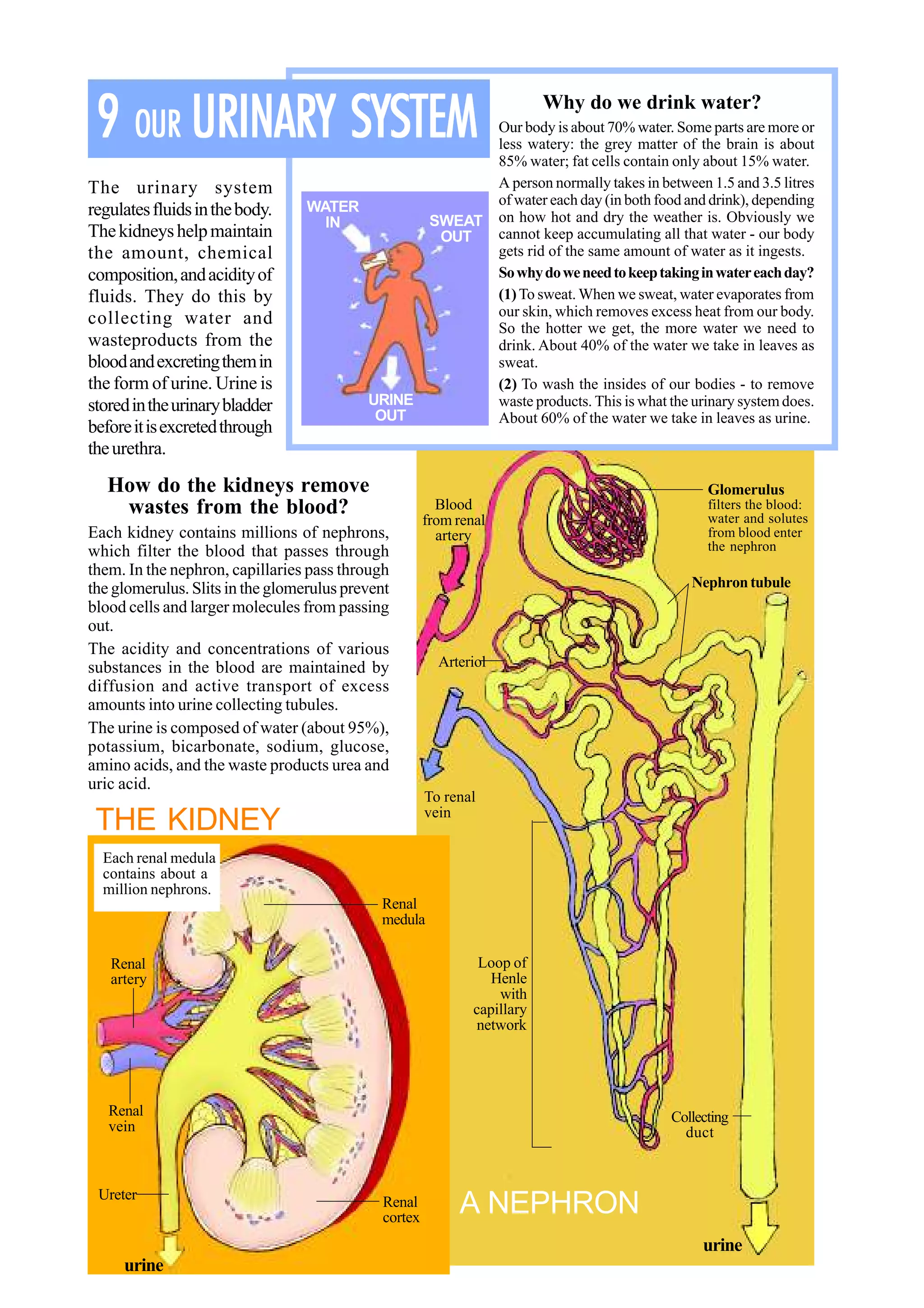 Human body-systems in 3D image | PDF