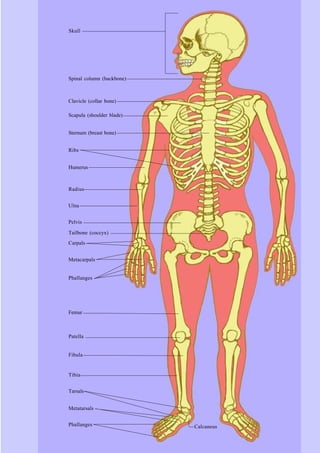 Human body-systems in 3D image | PDF